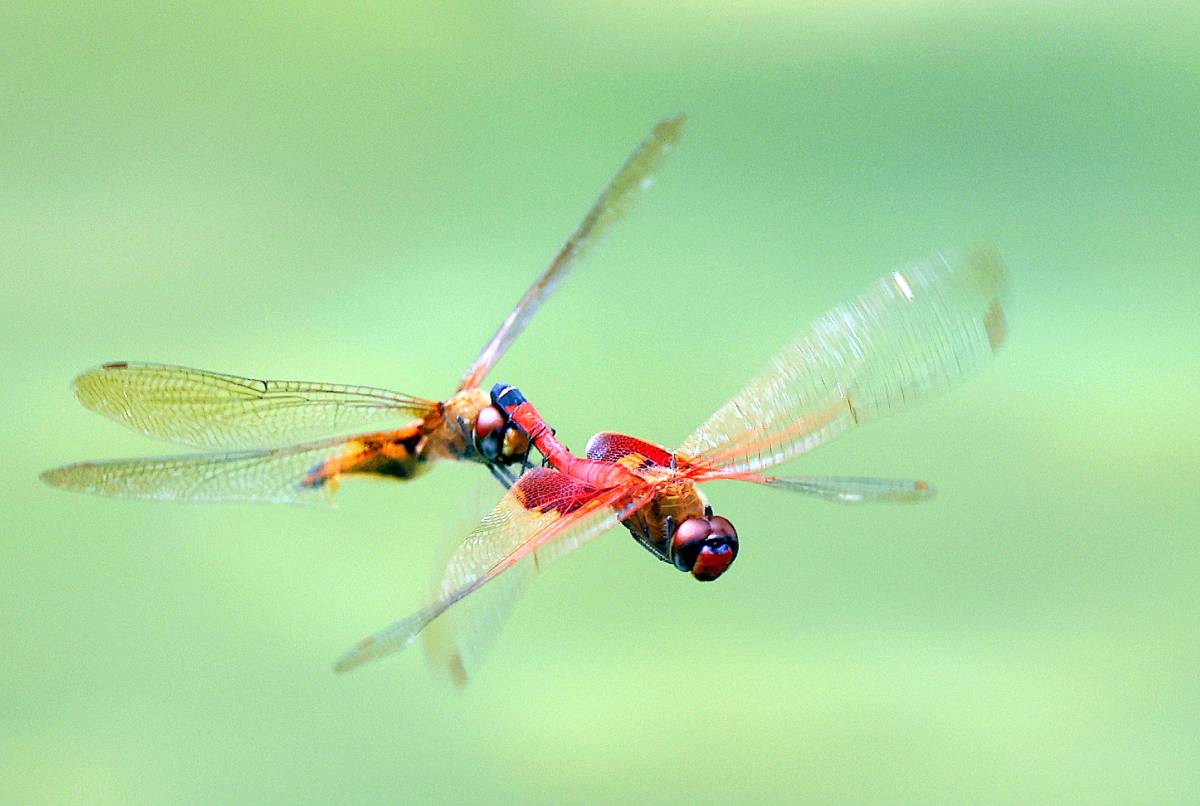 作品發表區 - 陪你到天涯到海角............2024新年快樂! - DCFever.com