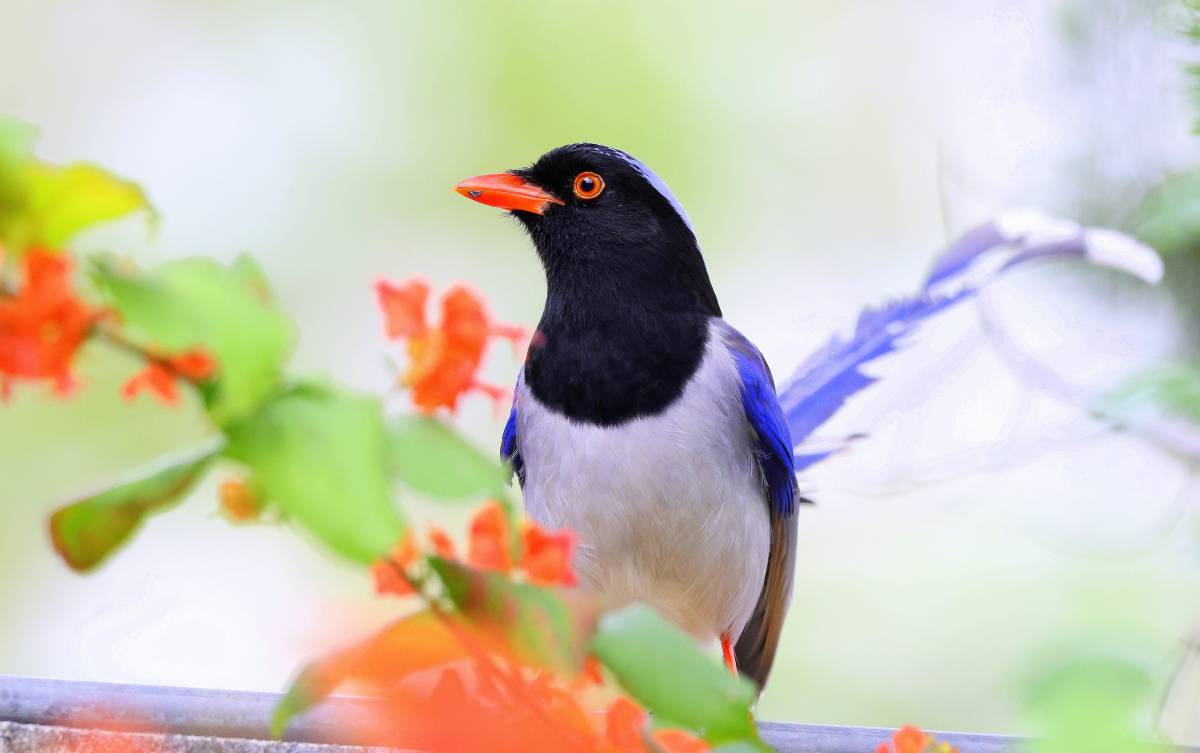 作品發表區 - 缘份的捕捉 2024-244 - DCFever.com