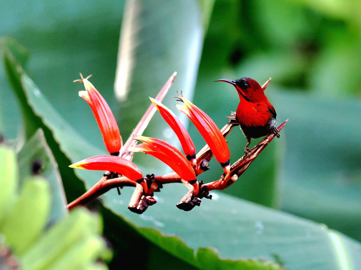 作品發表區 - Crimson Sunbird - DCFever.com