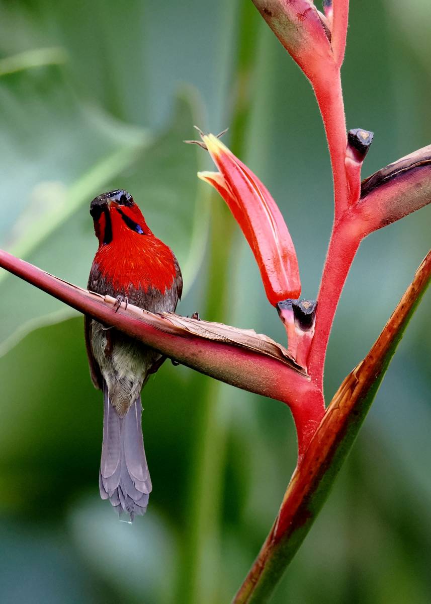 作品發表區 - Crimson Sunbird - DCFever.com