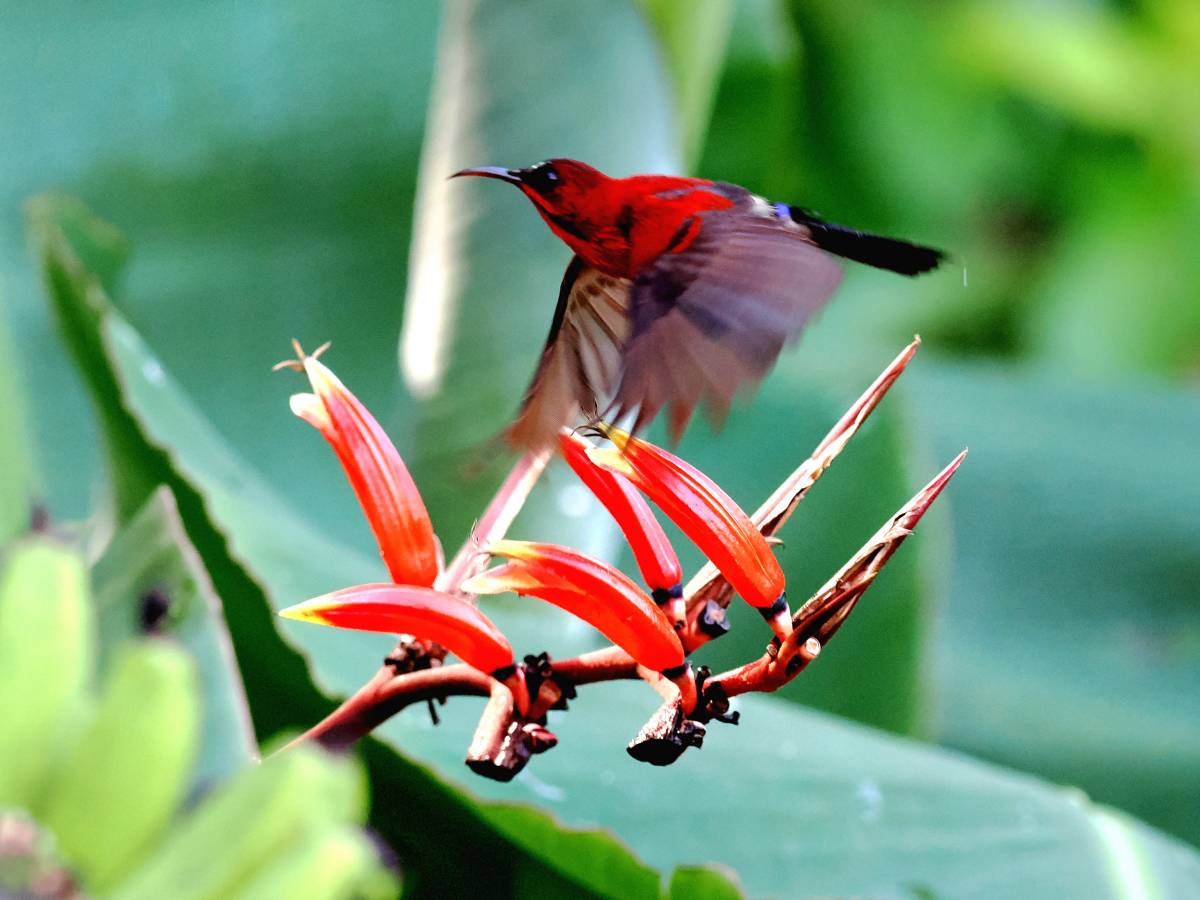 作品發表區 - Crimson Sunbird - DCFever.com