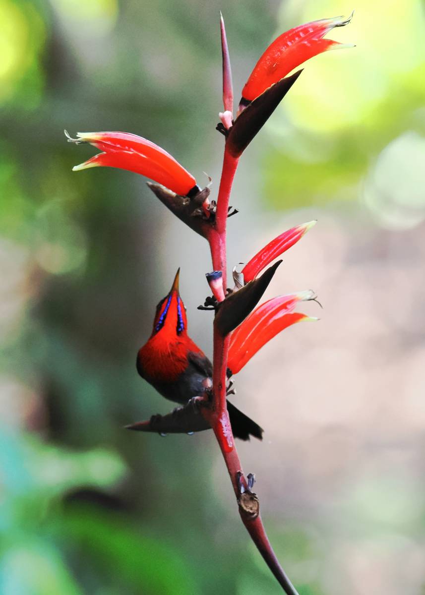 作品發表區 - Crimson Sunbird - DCFever.com