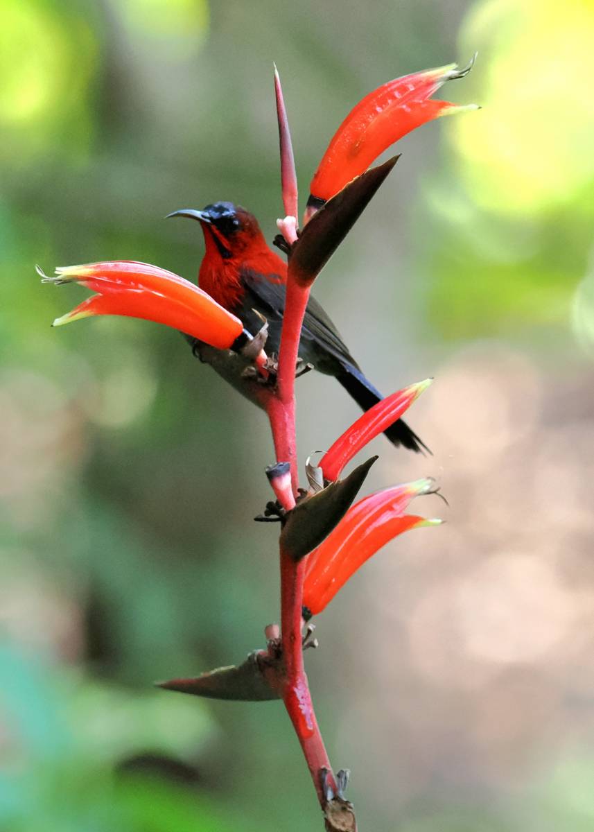 作品發表區 - Crimson Sunbird - DCFever.com